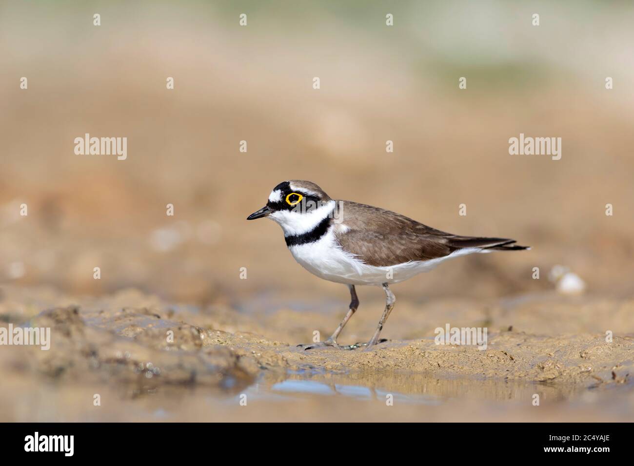 Cute bird plover. Nature background. Little Ringed Plover. Charadrius ...