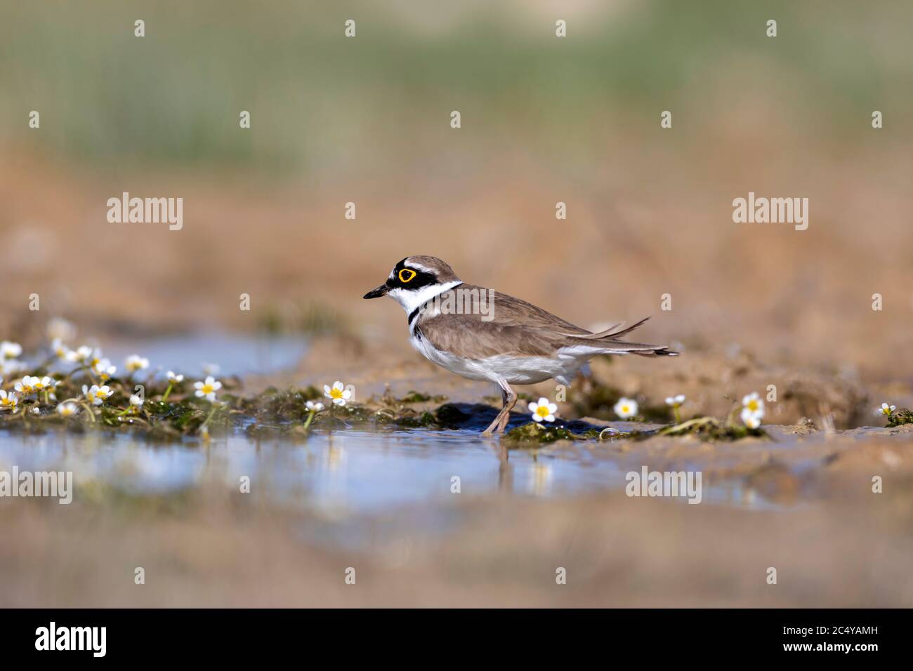 Cute bird plover. Nature background. Little Ringed Plover. Charadrius ...