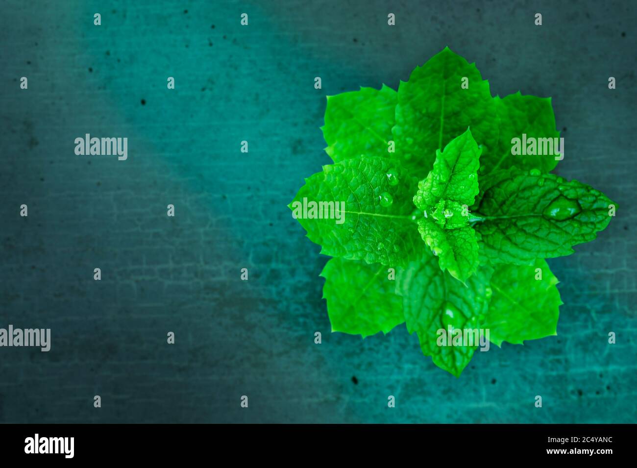 Peppermint plant from above. Water drops on the leaves. Selective Focus ...