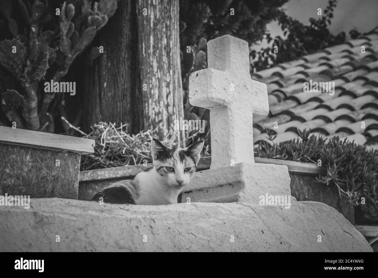 cat in cemetery Stock Photo - Alamy