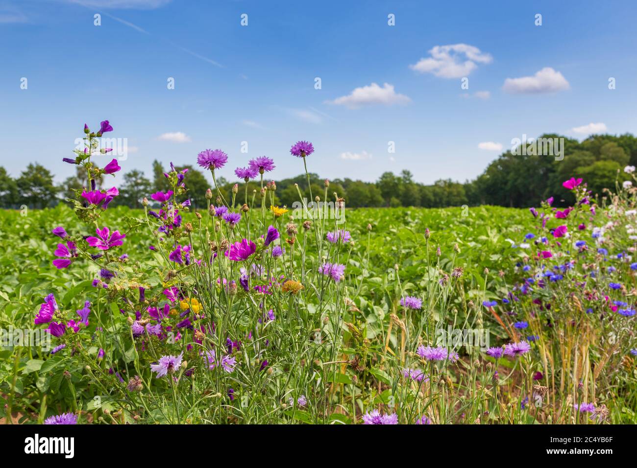 Nature-inclusive or circular and sustainable agriculture with wild ...