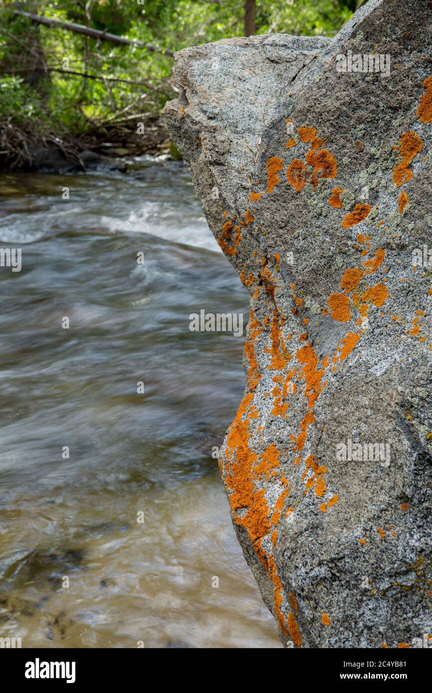 Elegant Sunburst lichen growing on a rock at Rock creek in the Eastern ...