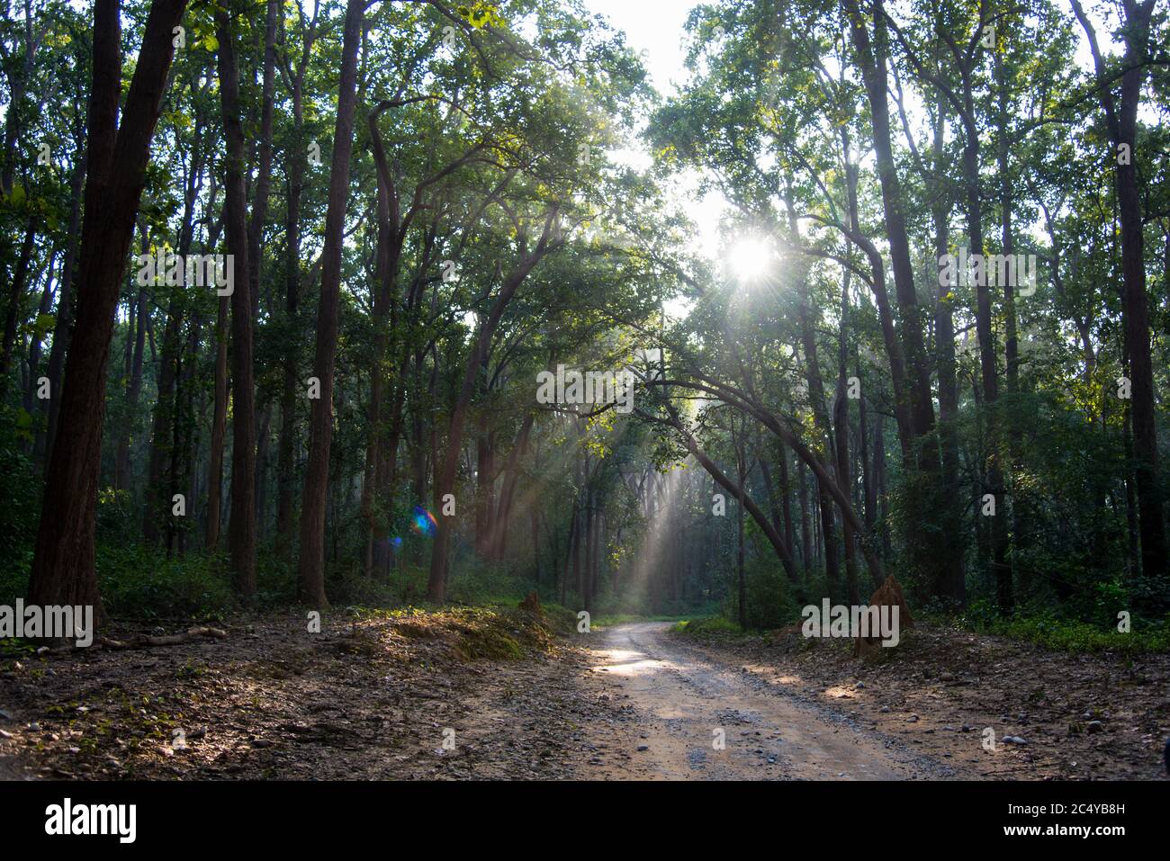 Sunlight peeping through trees hi-res stock photography and images - Alamy