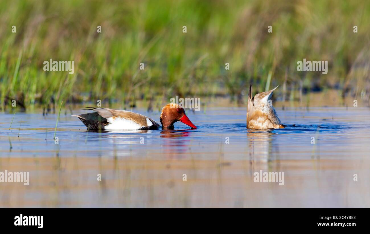 Ducks. Red crested Pochard. Colorful nature habitat background. Common ...
