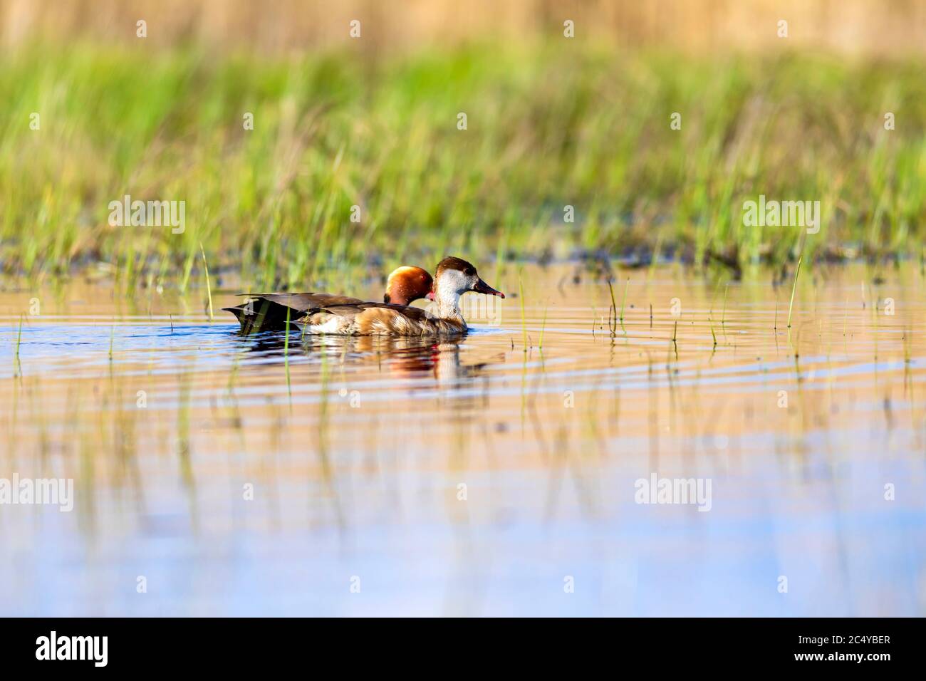 Ducks. Red crested Pochard. Colorful nature habitat background. Common ...