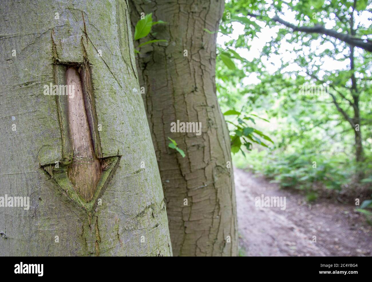 arrow tree graffiti Stock Photo - Alamy