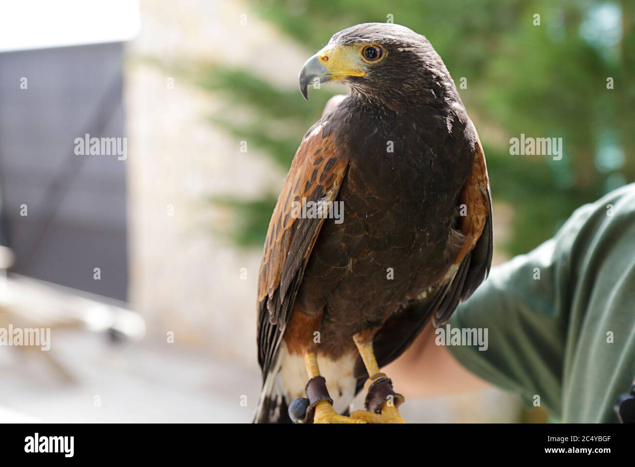 Harris's hawk (Parabuteo unicinctus) in the hands of a falconer Stock ...