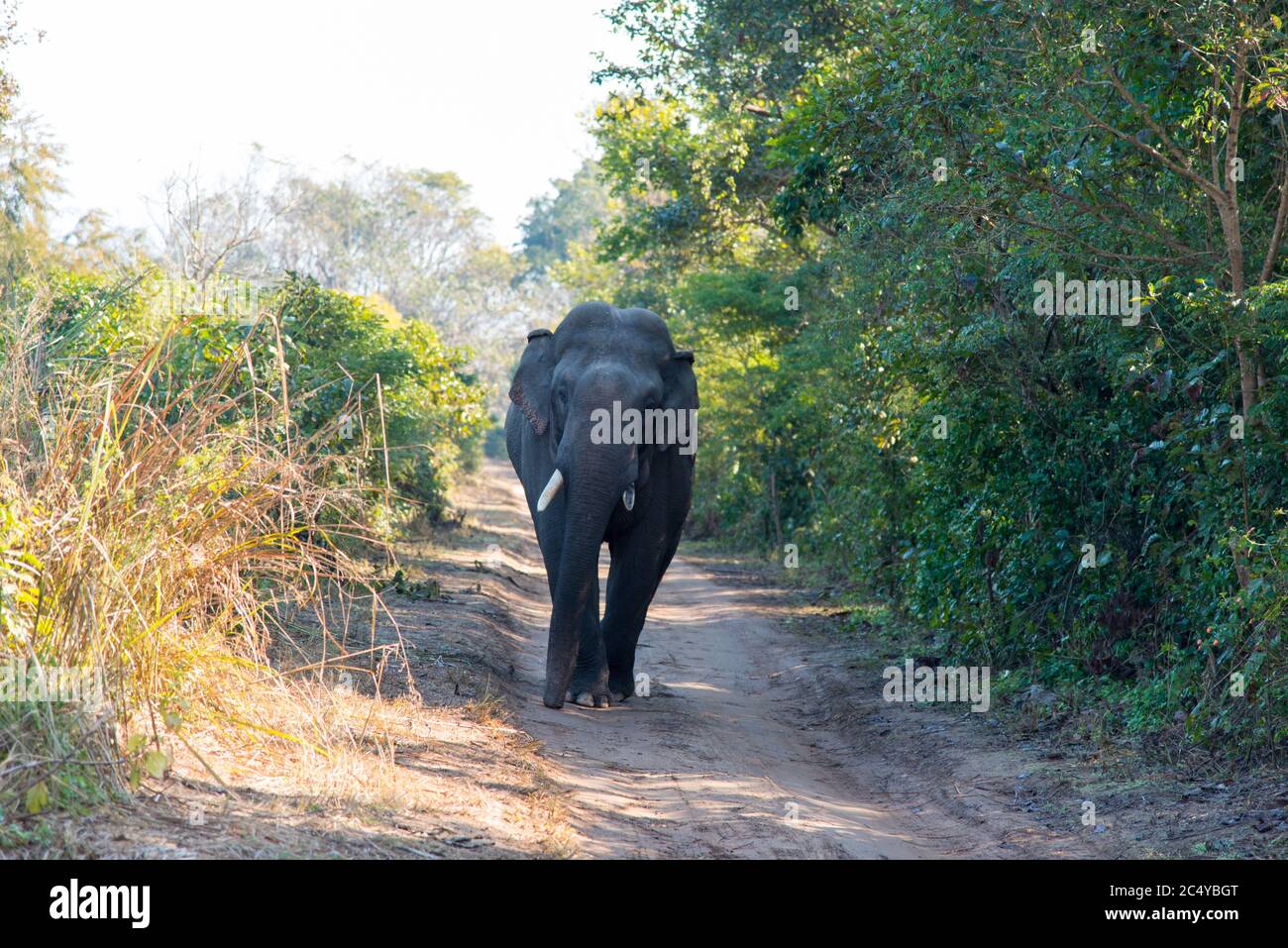 Indian elephant charging hi-res stock photography and images - Alamy Indian elephant charging hi-res stock photography and images - Alamy
