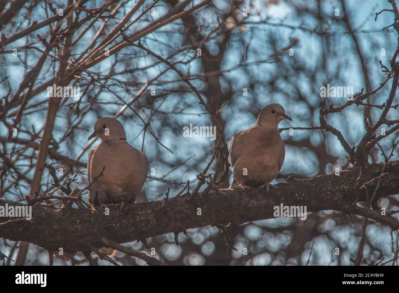 two doves on a tree Stock Photo - Alamy