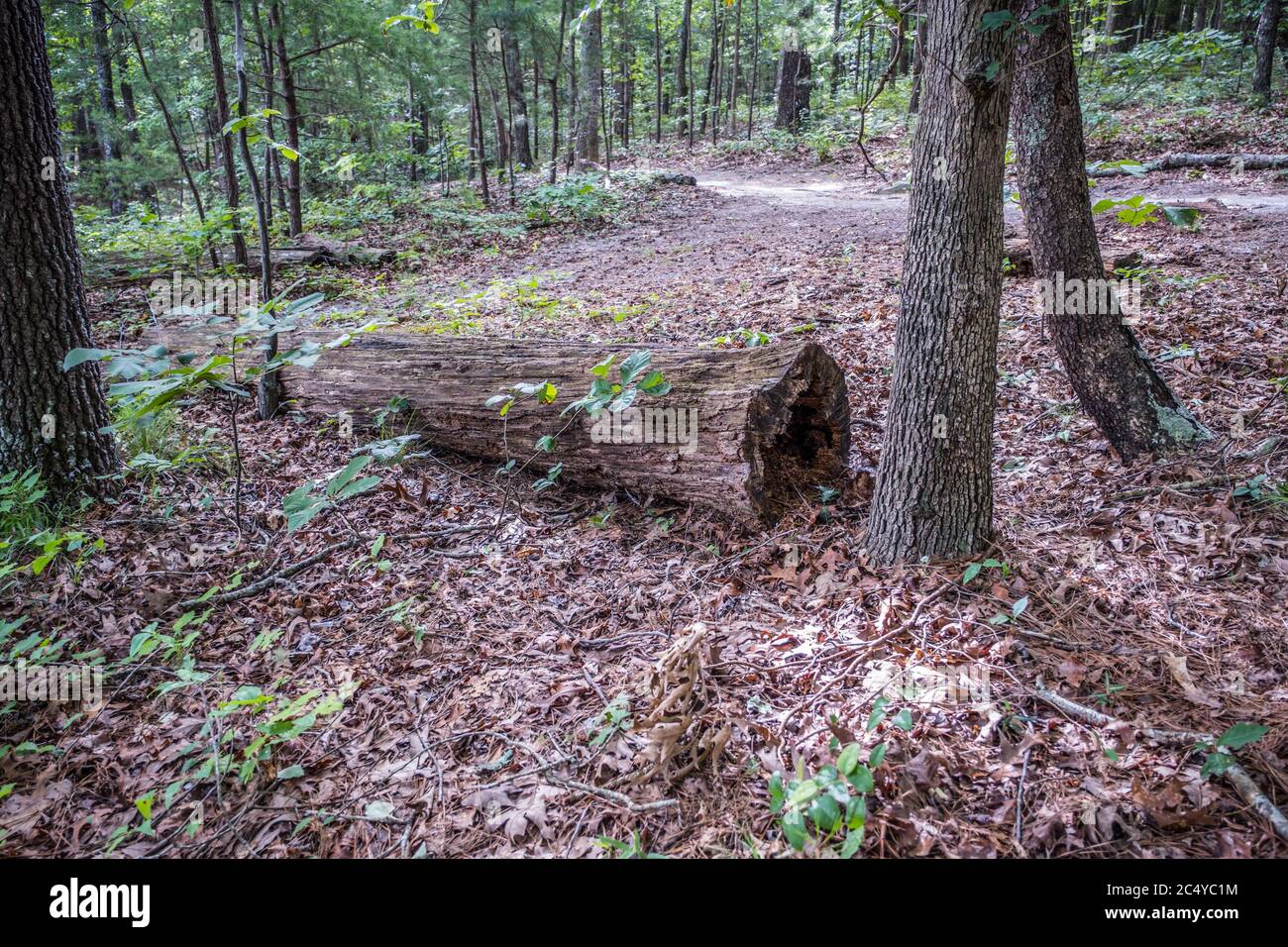Decaying log hi-res stock photography and images - Alamy