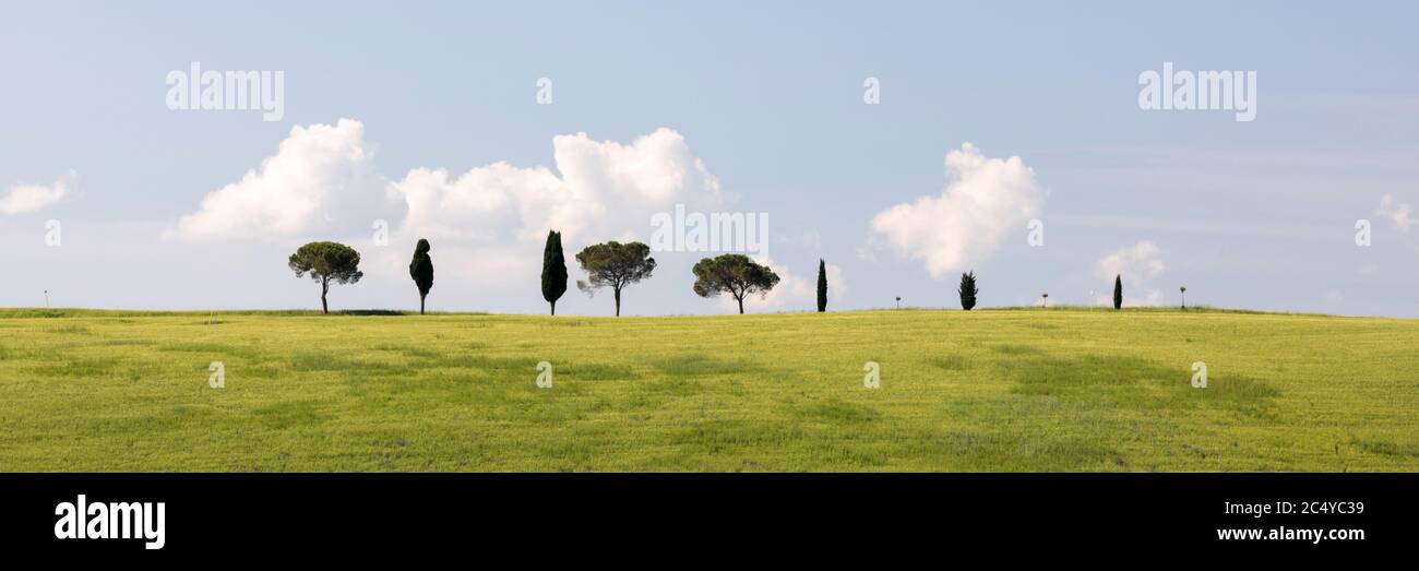 Trees on a ridge in the fields of Tuscany Stock Photo - Alamy
