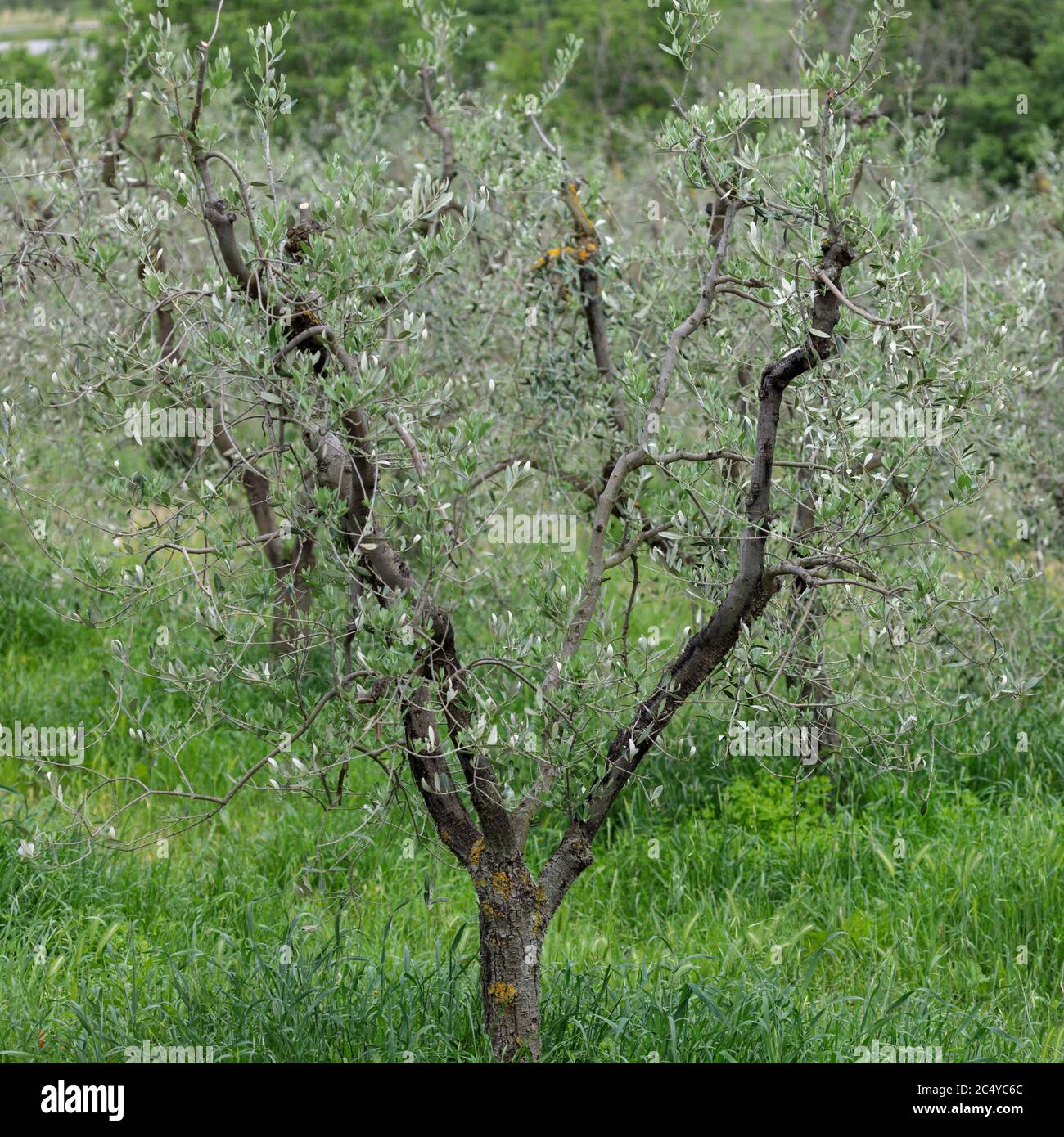 Y shaped tree hi-res stock photography and images - Alamy