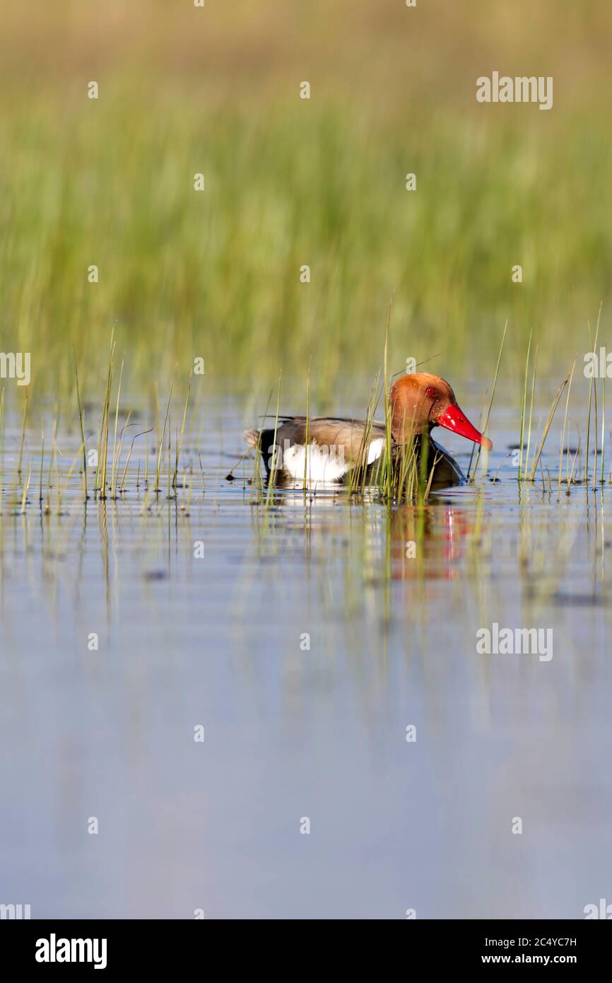 Red crested Pochard. Colorful nature habitat background. Common duck ...