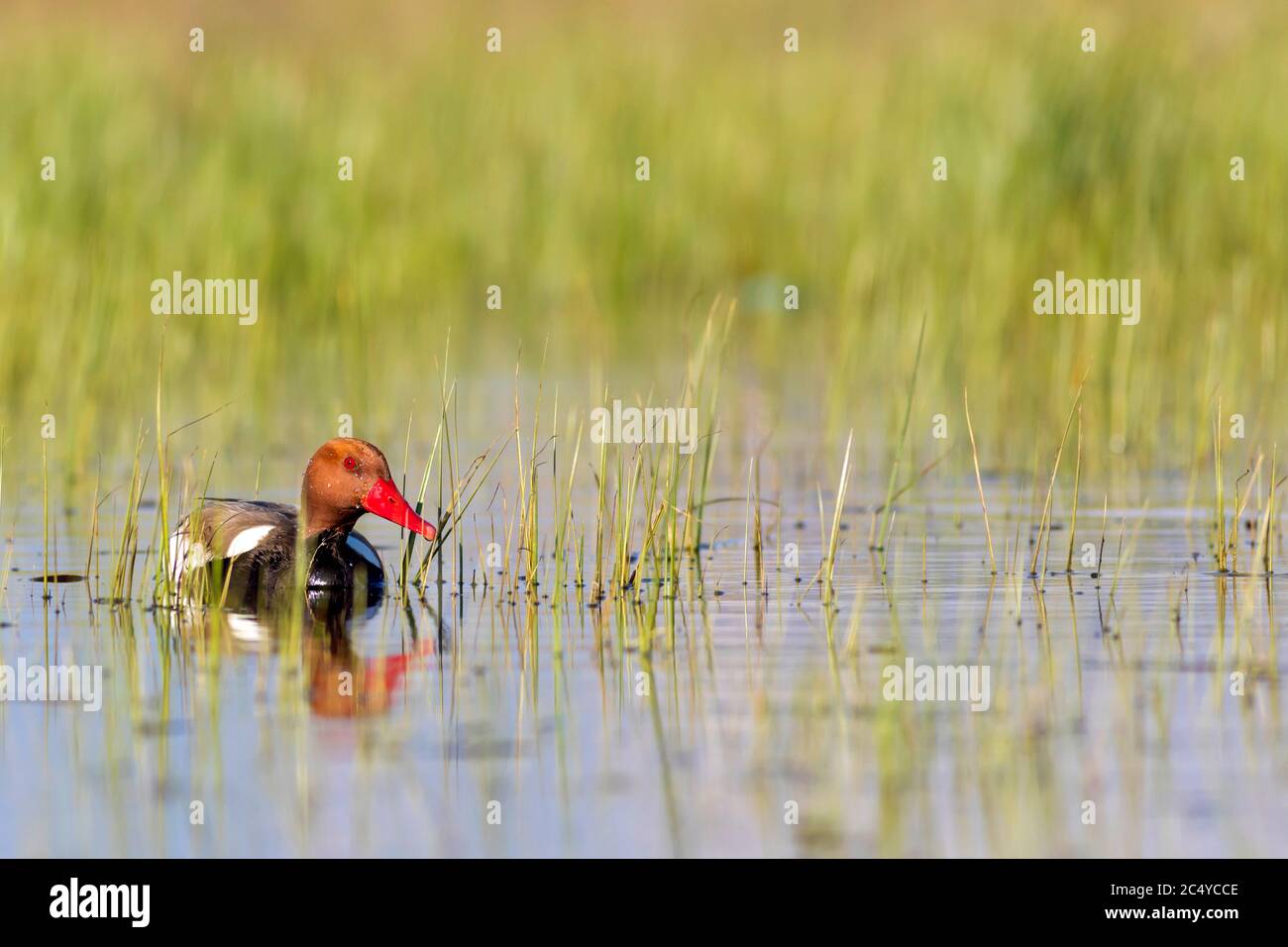 Red crested Pochard. Colorful nature habitat background. Common duck ...