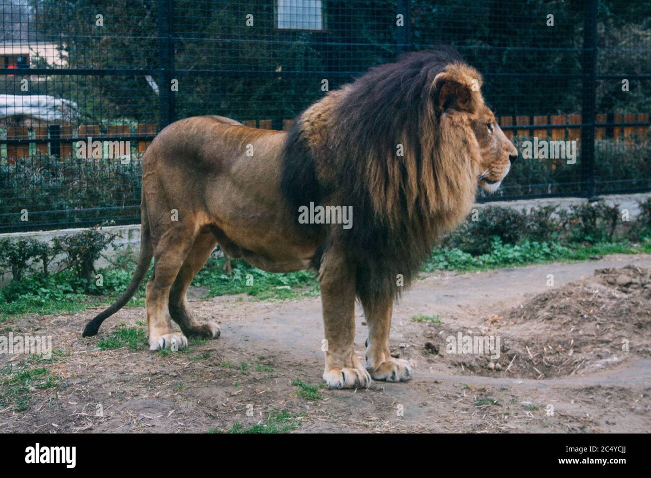 old lion it the zoo Stock Photo - Alamy