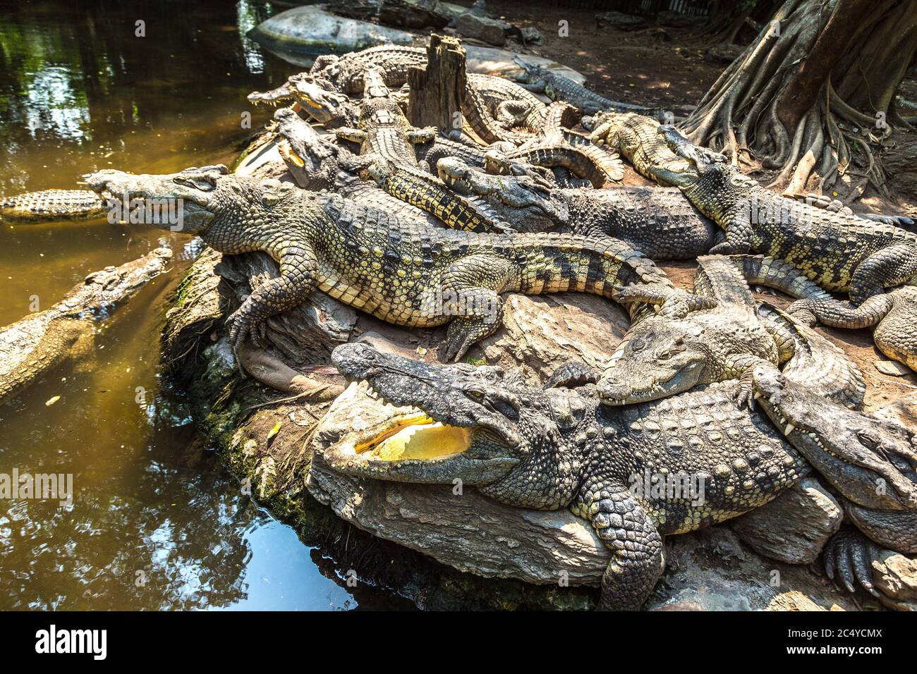 Bangkok crocodile farm hi-res stock photography and images - Alamy
