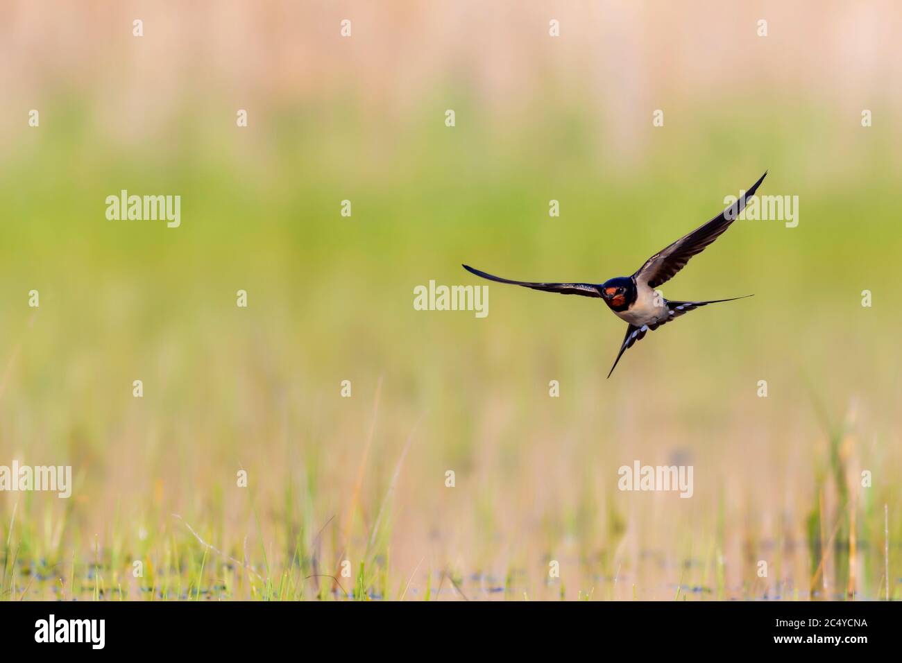 Bird swallow flying hi-res stock photography and images - Alamy