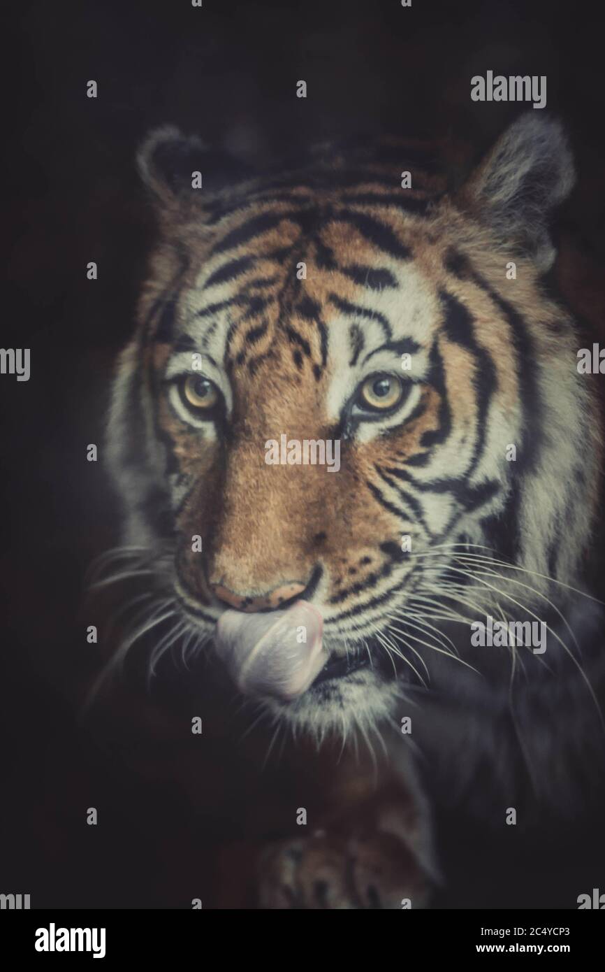 portrait of a bengal tiger Stock Photo - Alamy