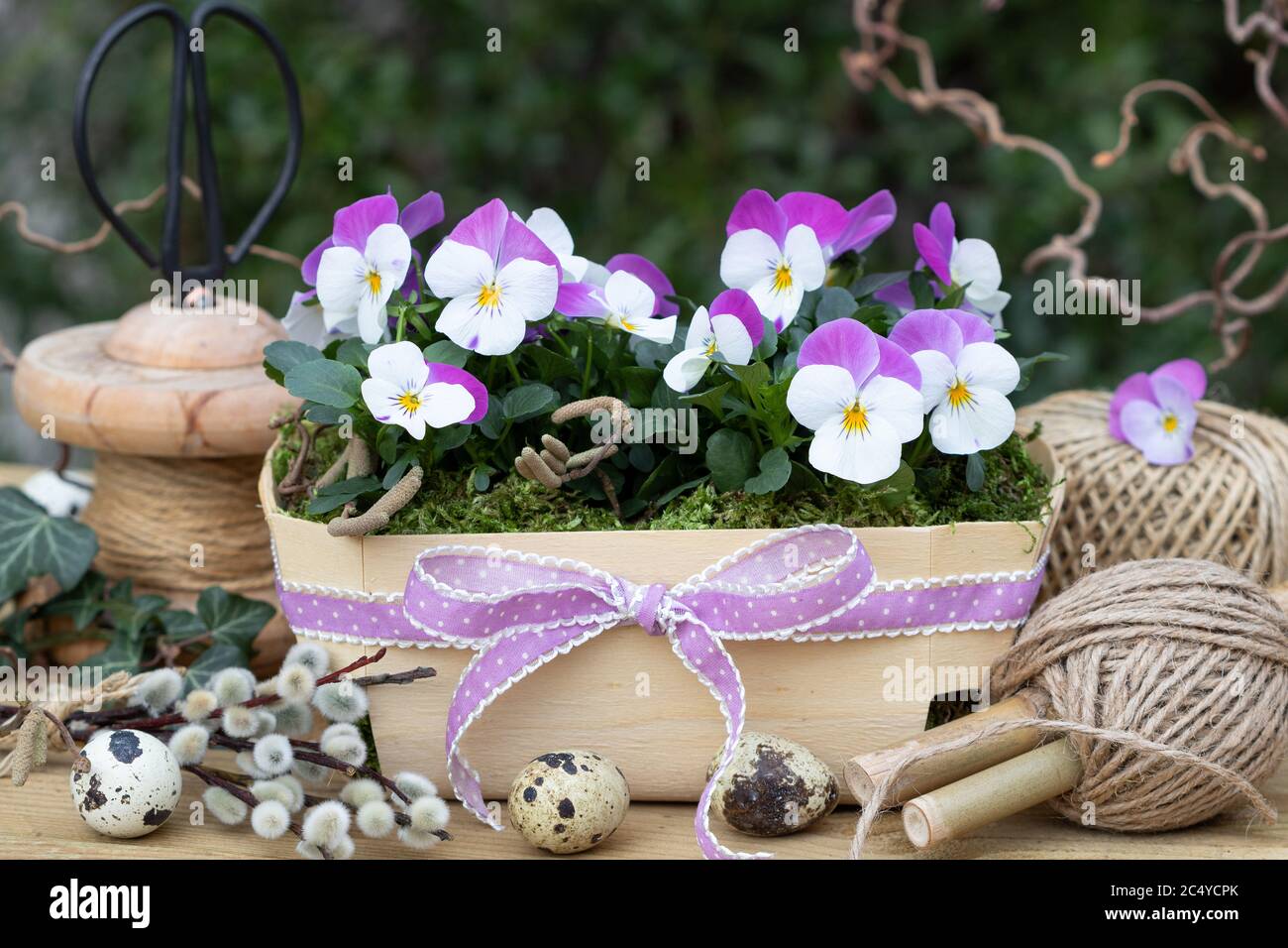 spring garden decoration with viola flowers in purple and white Stock ...