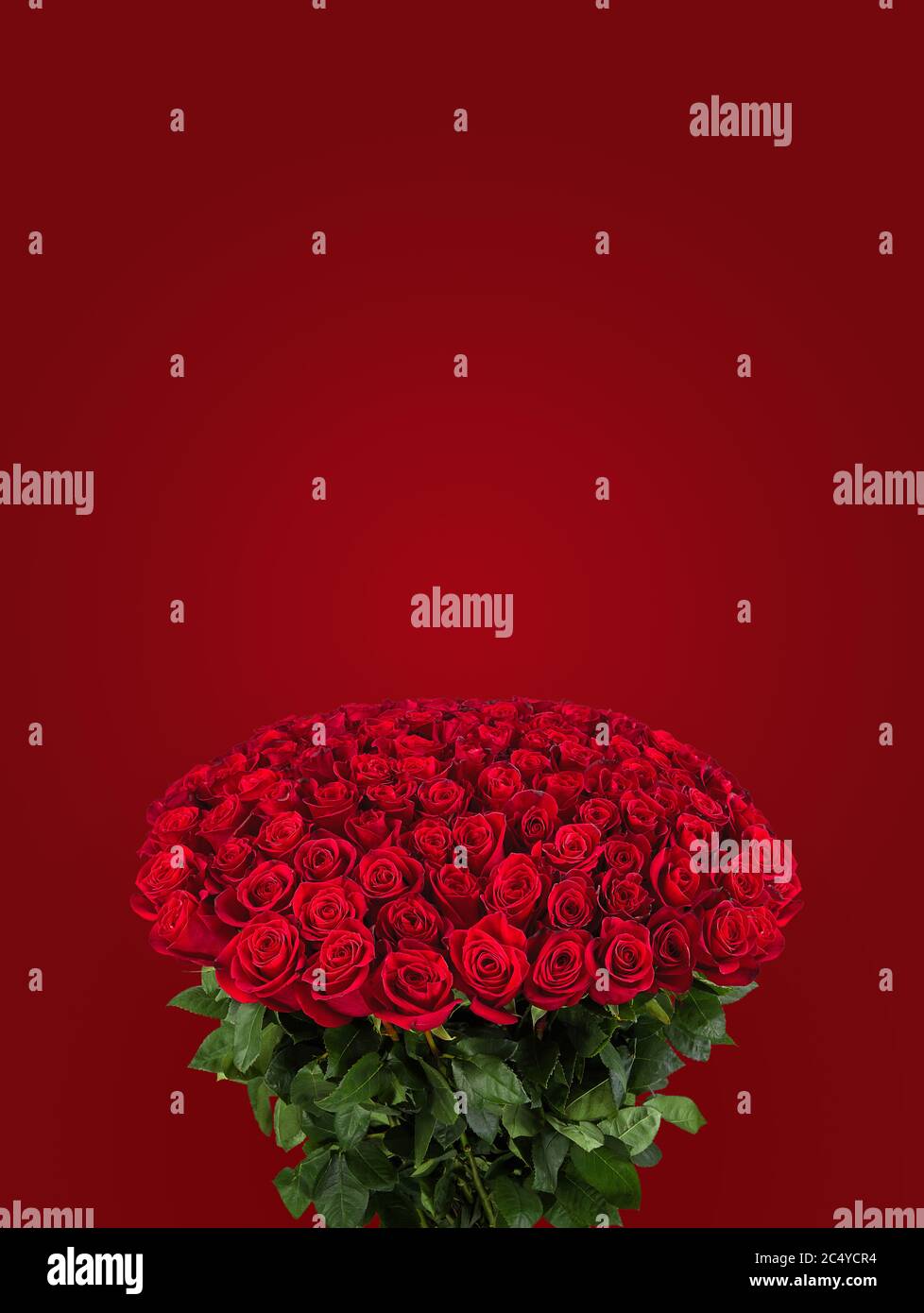 Red rose. Isolated large bouquet of 101 red rose Stock Photo - Alamy