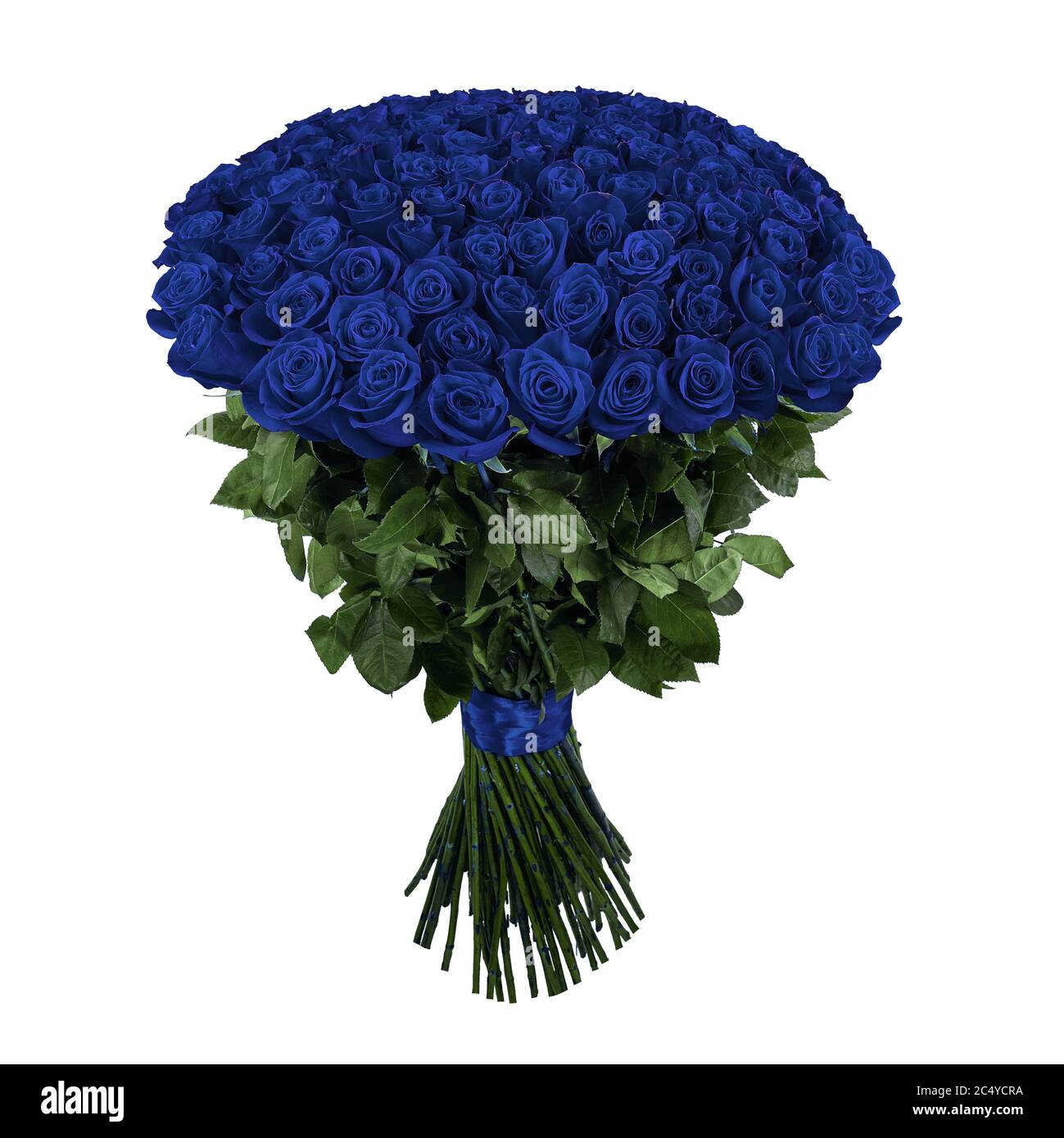 Beautiful blue rose. Isolated large bouquet of 101 rose on white Stock ...
