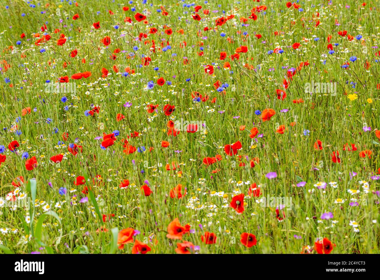 English wildflower meadow hi-res stock photography and images - Alamy