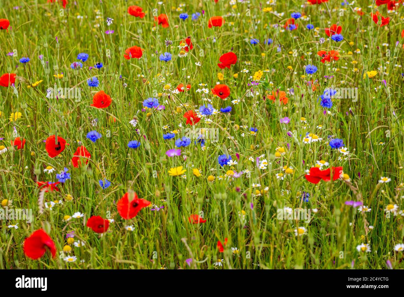 English wildflower meadow hi-res stock photography and images - Alamy