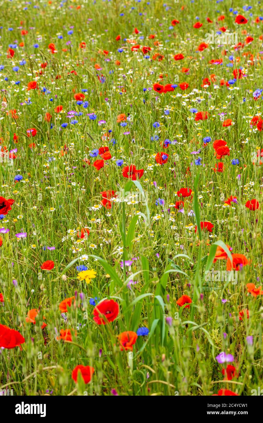 English wildflower meadow hi-res stock photography and images - Alamy