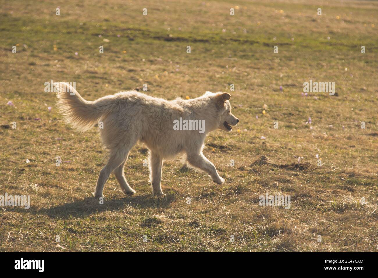 sheepdog at work Stock Photo - Alamy