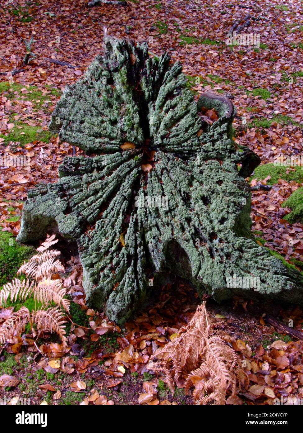 Lichen on dead oak stump, Mark Ash Wood, New Forest Stock Photo - Alamy