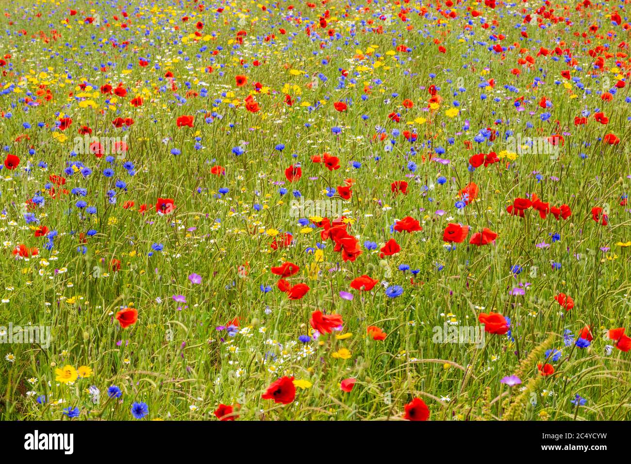 An English Wildflower Meadow in the Cotswolds, England Stock Photo - Alamy