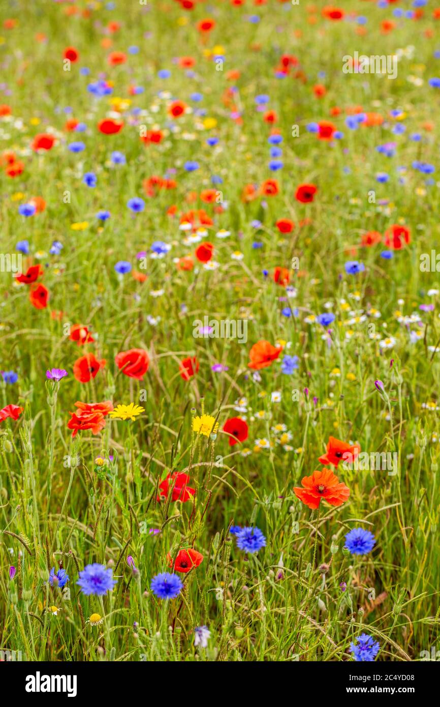 A Wildflower Meadow in the Cotswolds, England Stock Photo - Alamy