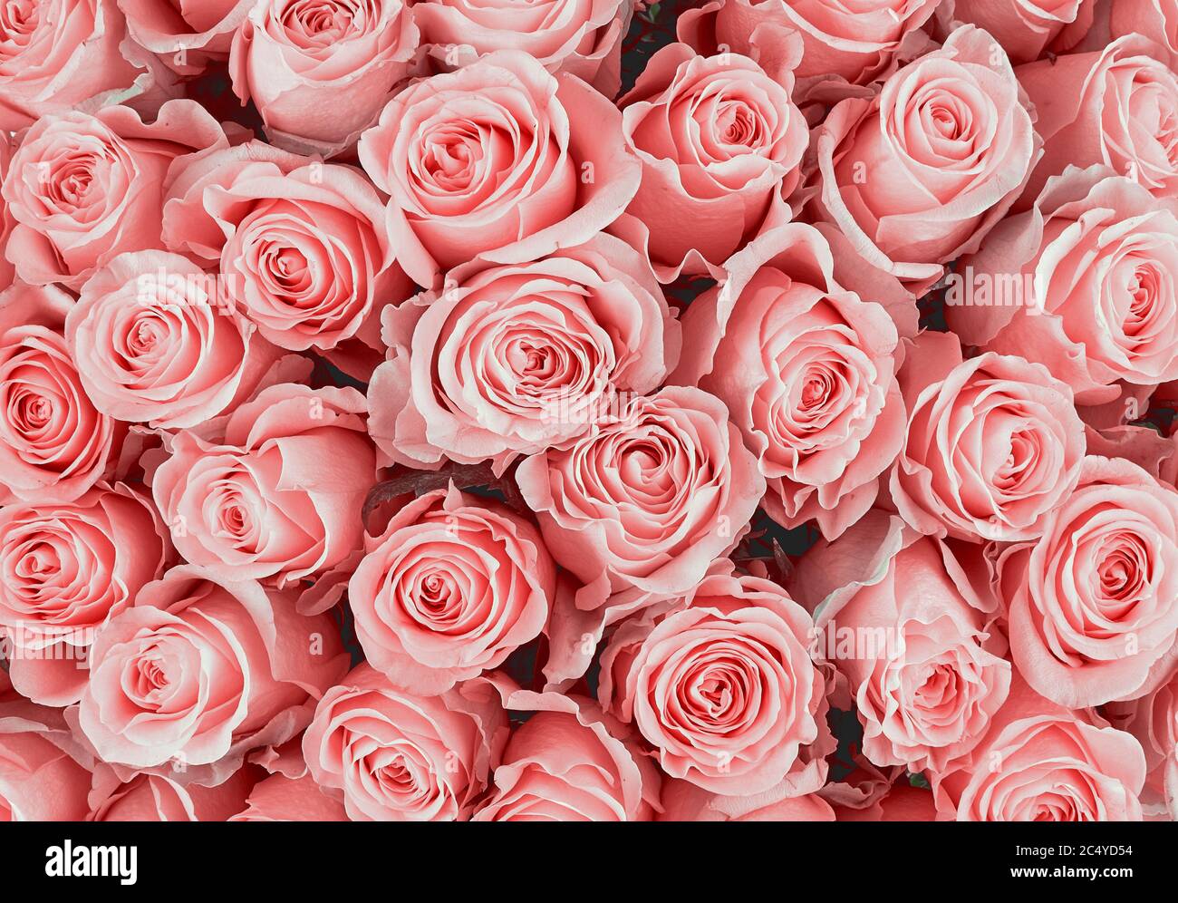 Rose Background. Colorful rose wall background Stock Photo - Alamy