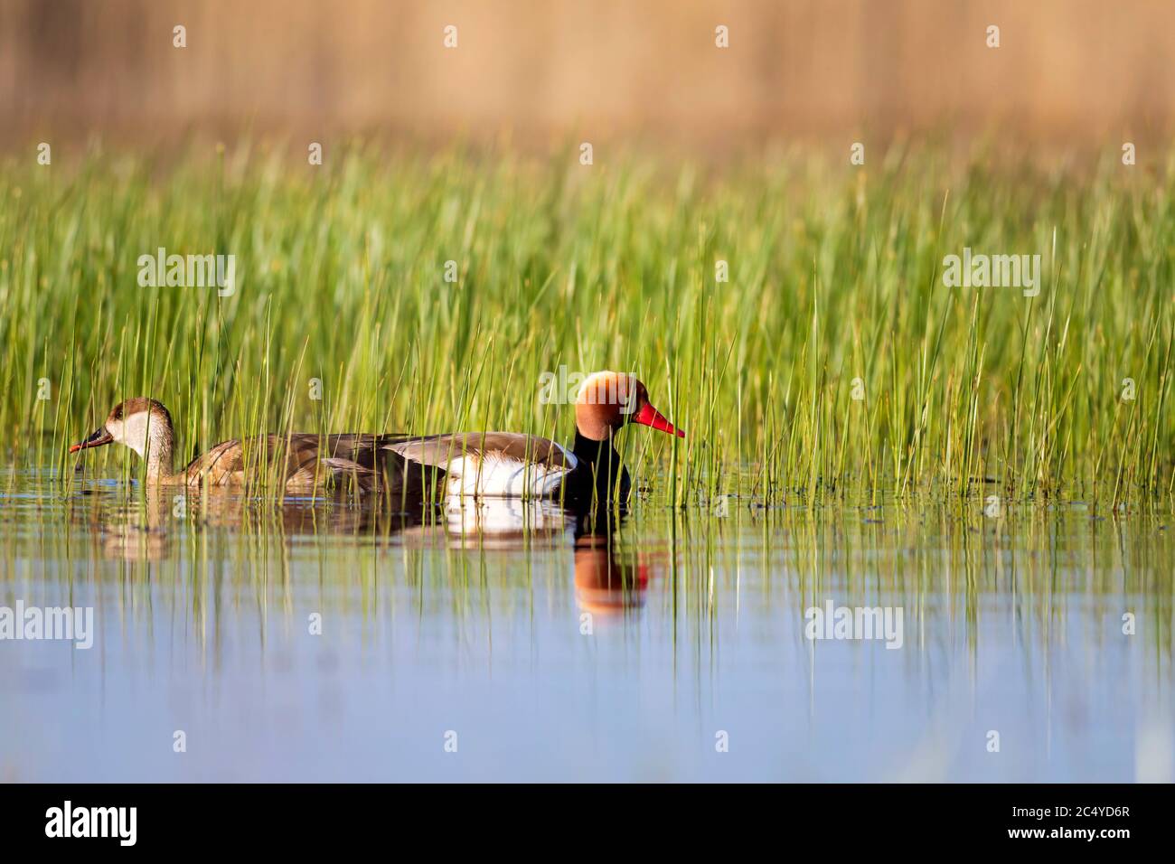 Ducks. Red crested Pochard. Colorful nature habitat background. Common ...