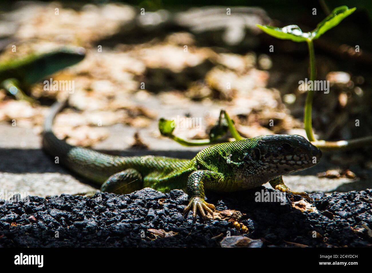 lizard on the rock Stock Photo - Alamy