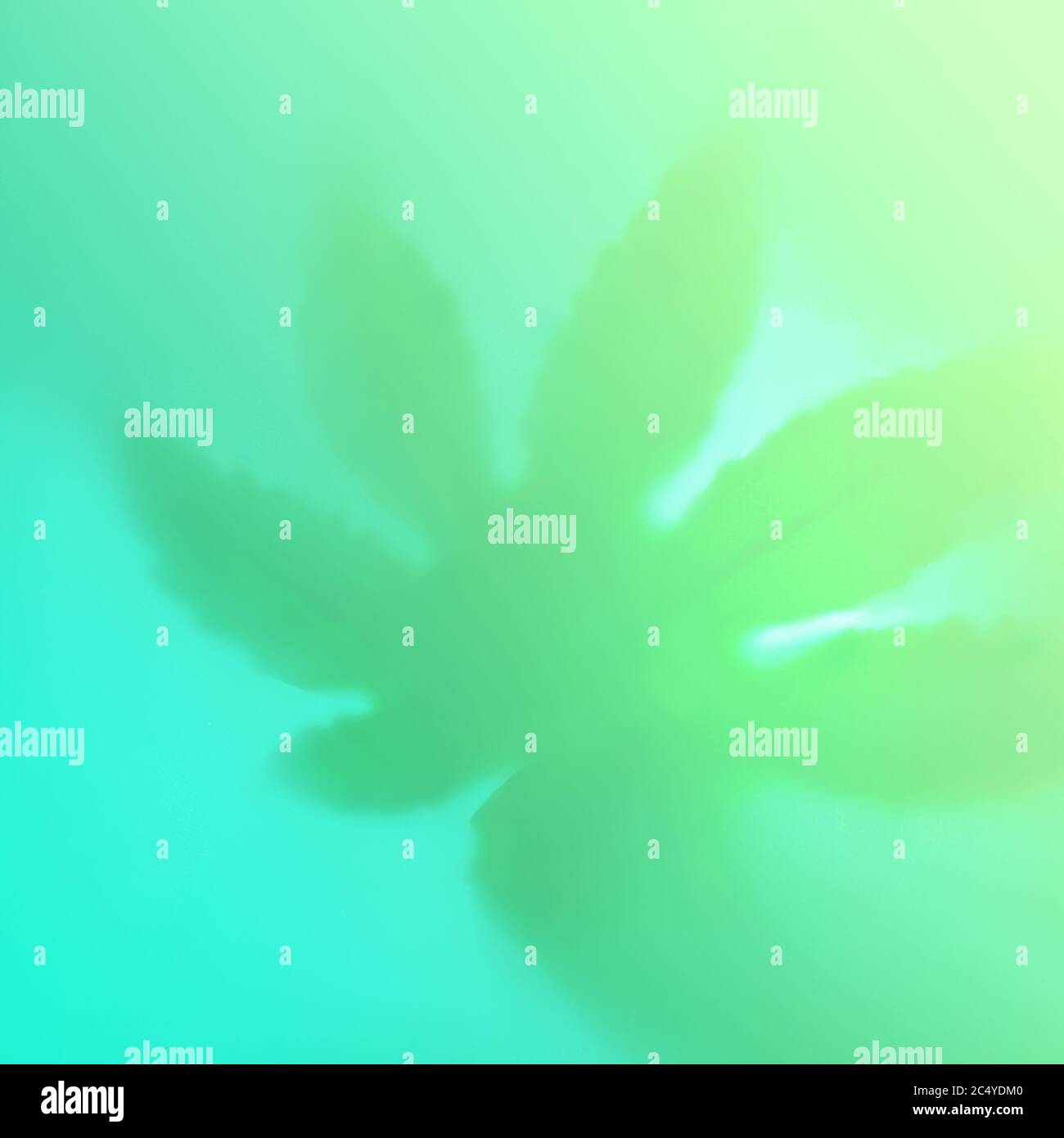 Bright color shadow of leaf marijuana on trendy green blue blurred ...