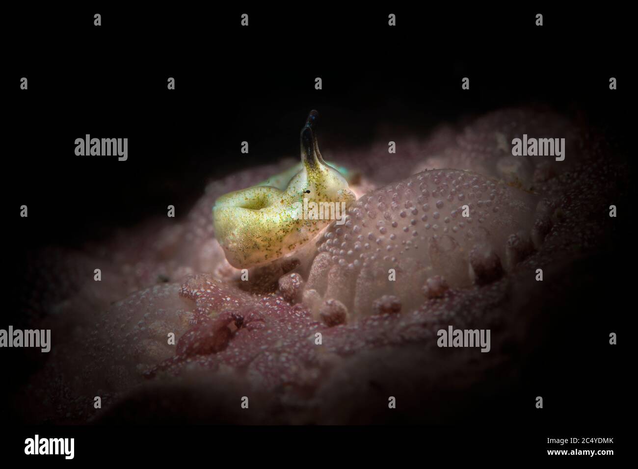 Nudibranch Pale Elysia (Elysia sp.) Underwater macro photography from ...