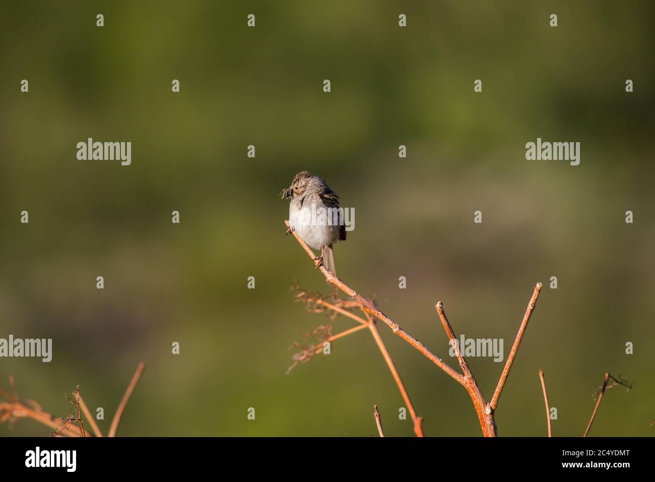 American Bushtit, Psaltriparus minimus, collecting food for young in ...