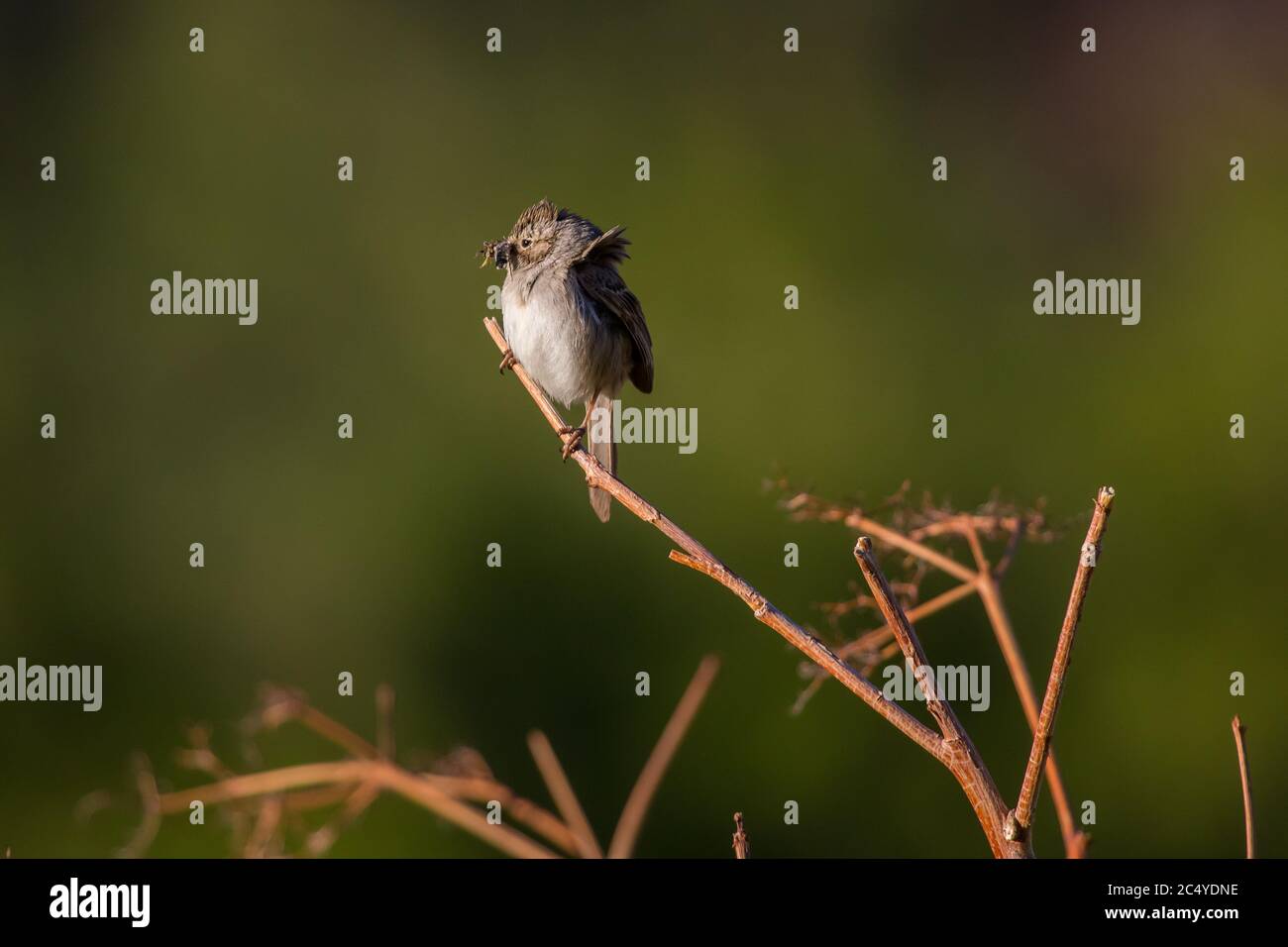 Sierra nevada insects hi-res stock photography and images - Alamy