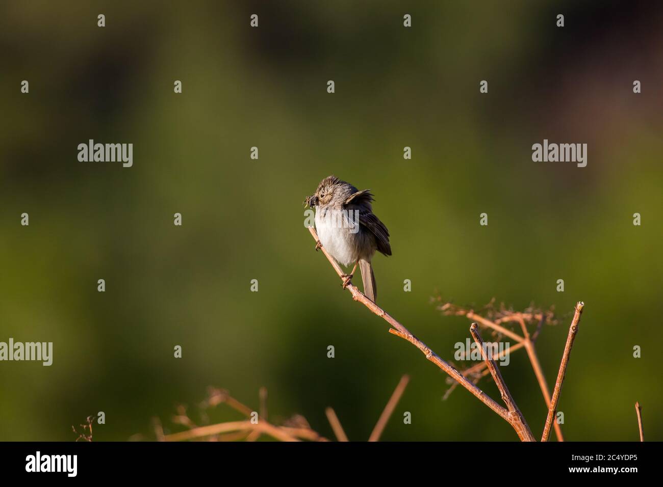 Sierra nevada insects hi-res stock photography and images - Alamy