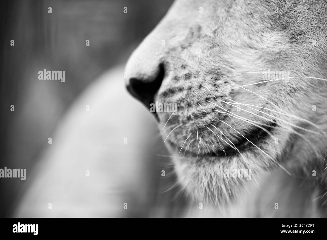 Tiger nose Black and White Stock Photos & Images - Alamy