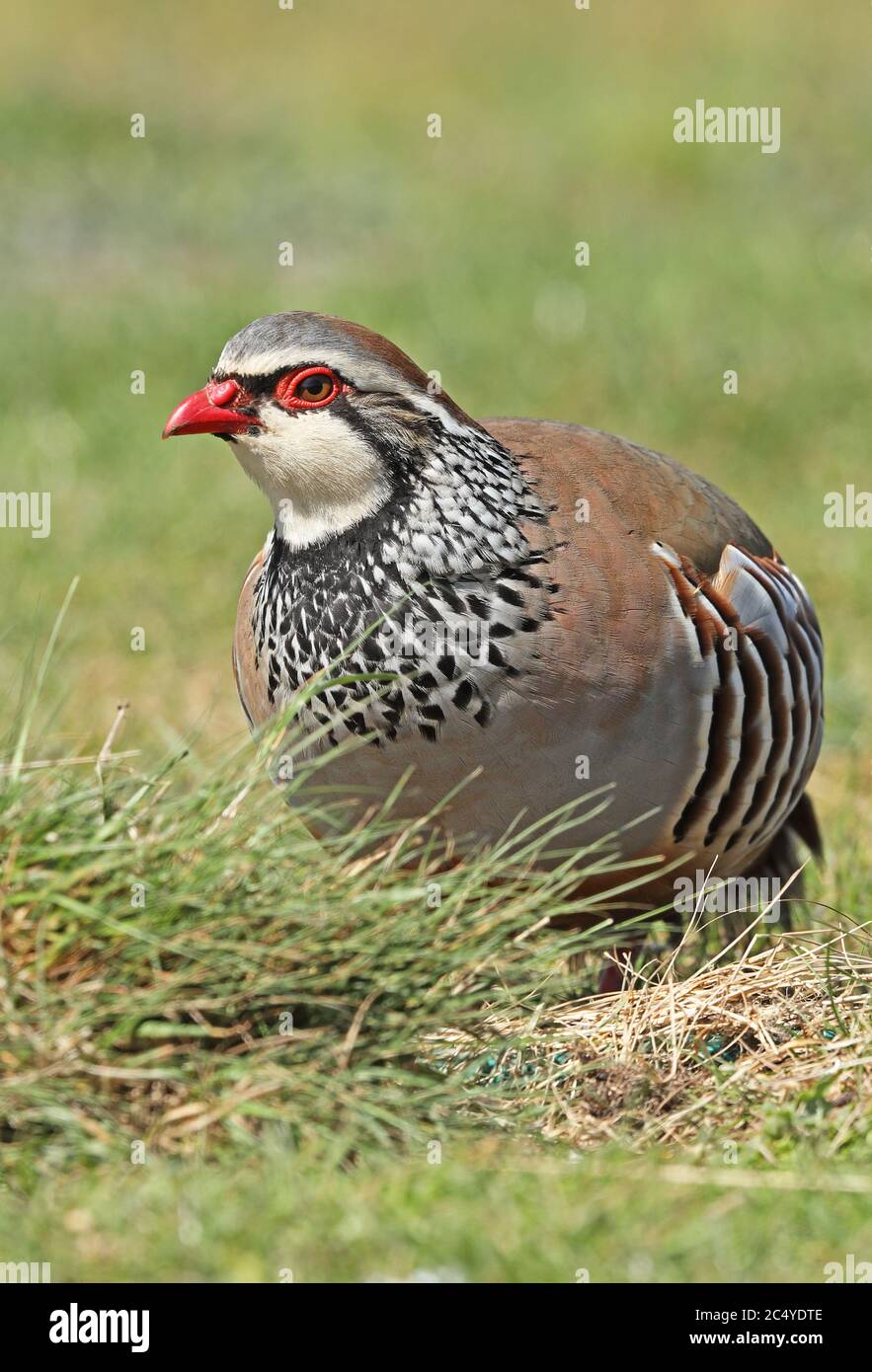 Red-legged Partridge (Alectoris rufa rufa) adult standing on short ...