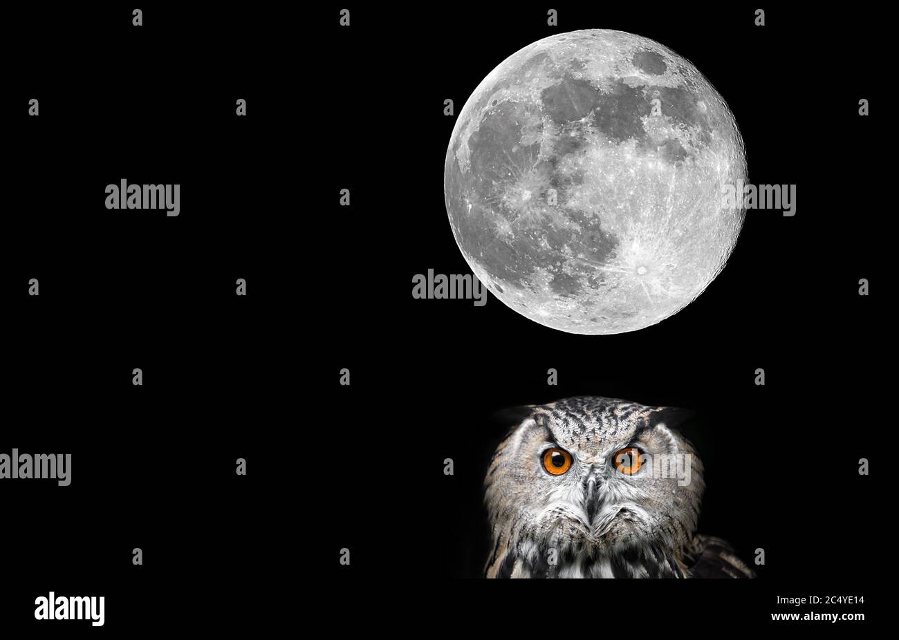 Owls Portrait. Owl and moon Stock Photo - Alamy