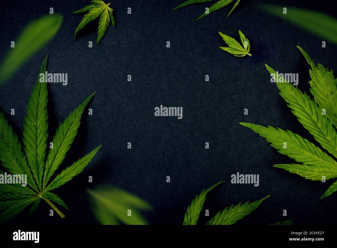 Shadow foliage background pattern hi-res stock photography and images ...