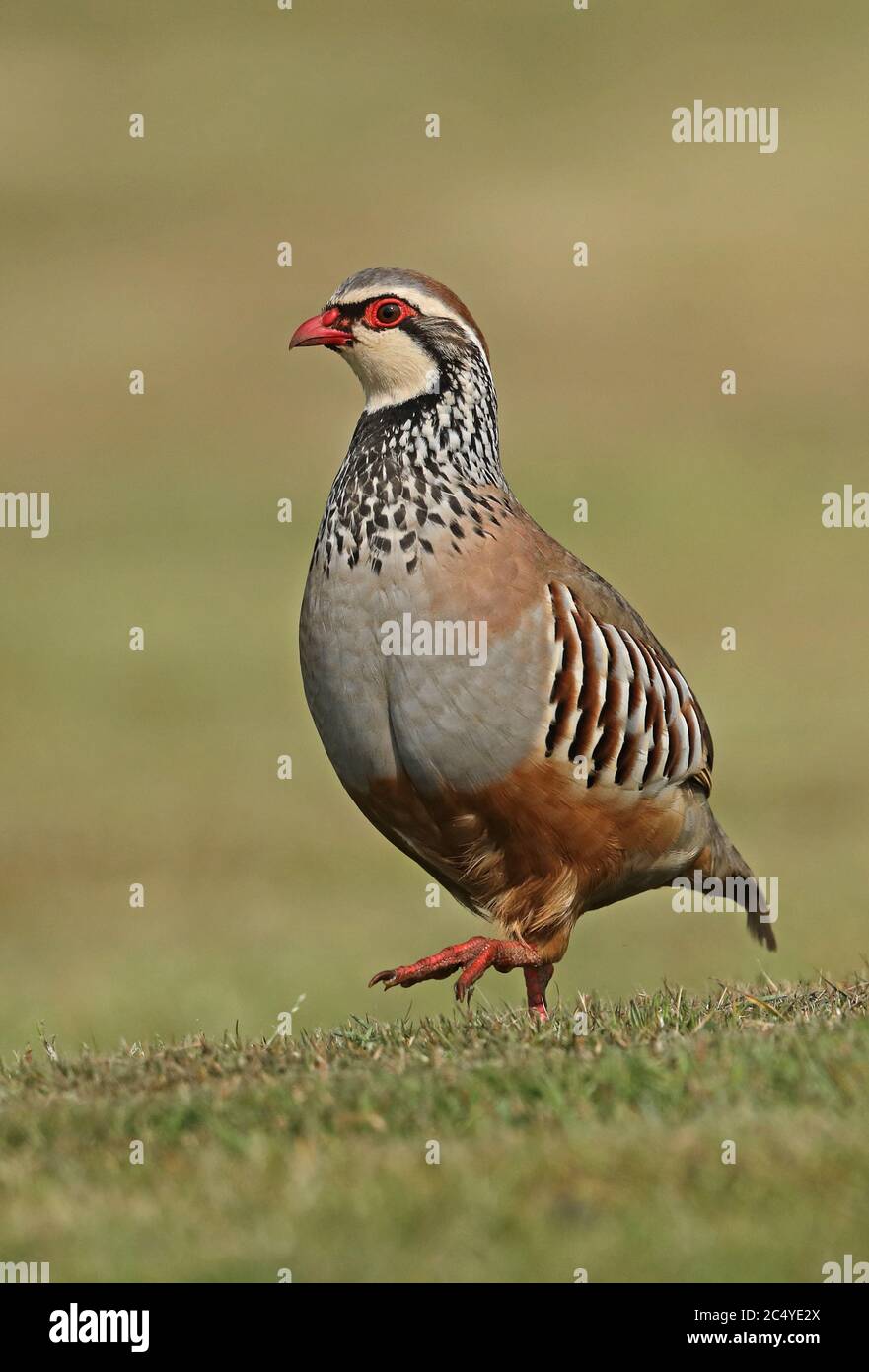 Red-legged Partridge (Alectoris rufa rufa) adult walking on short grass ...