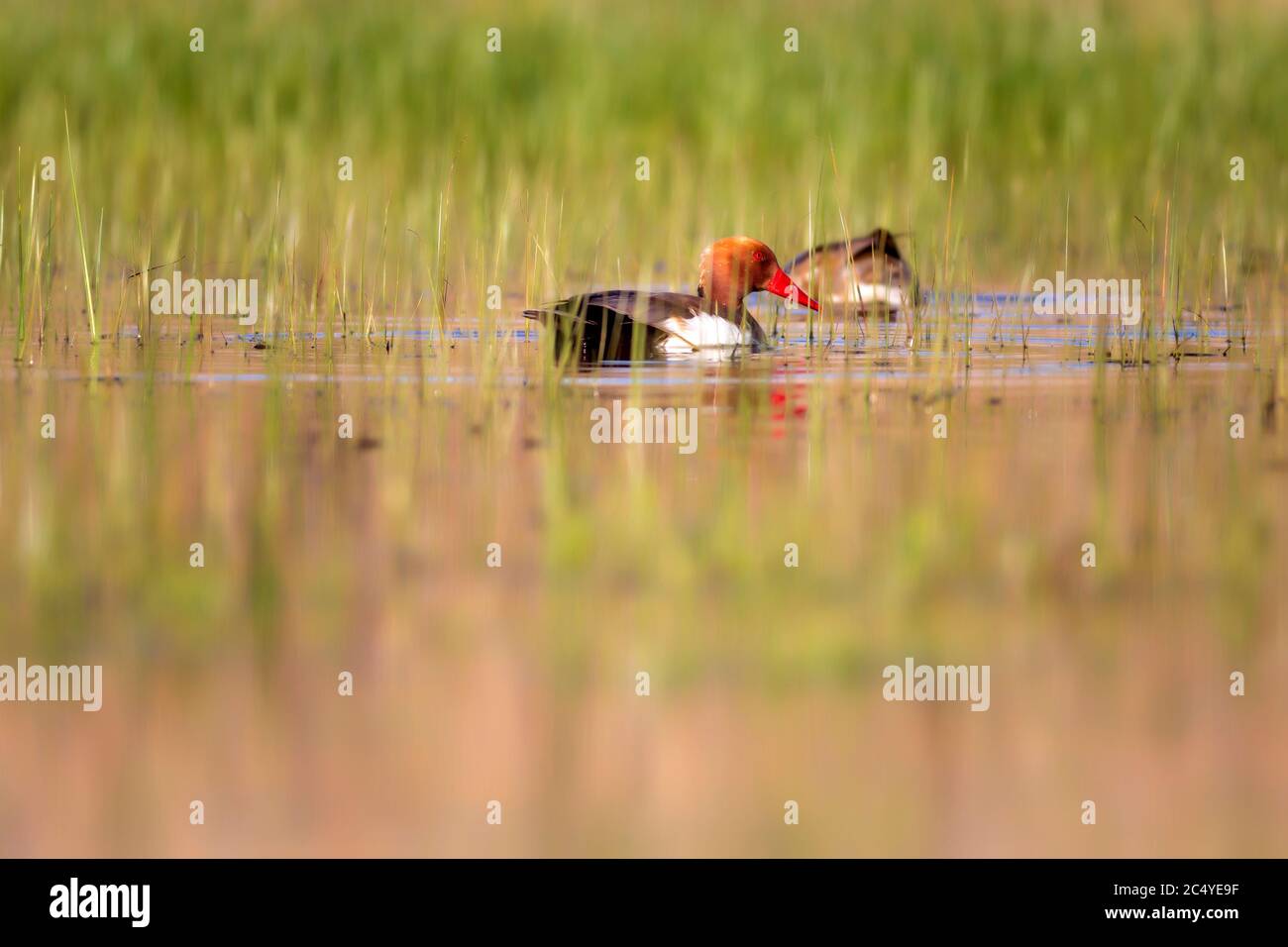 Ducks. Red crested Pochard. Colorful nature habitat background. Common ...