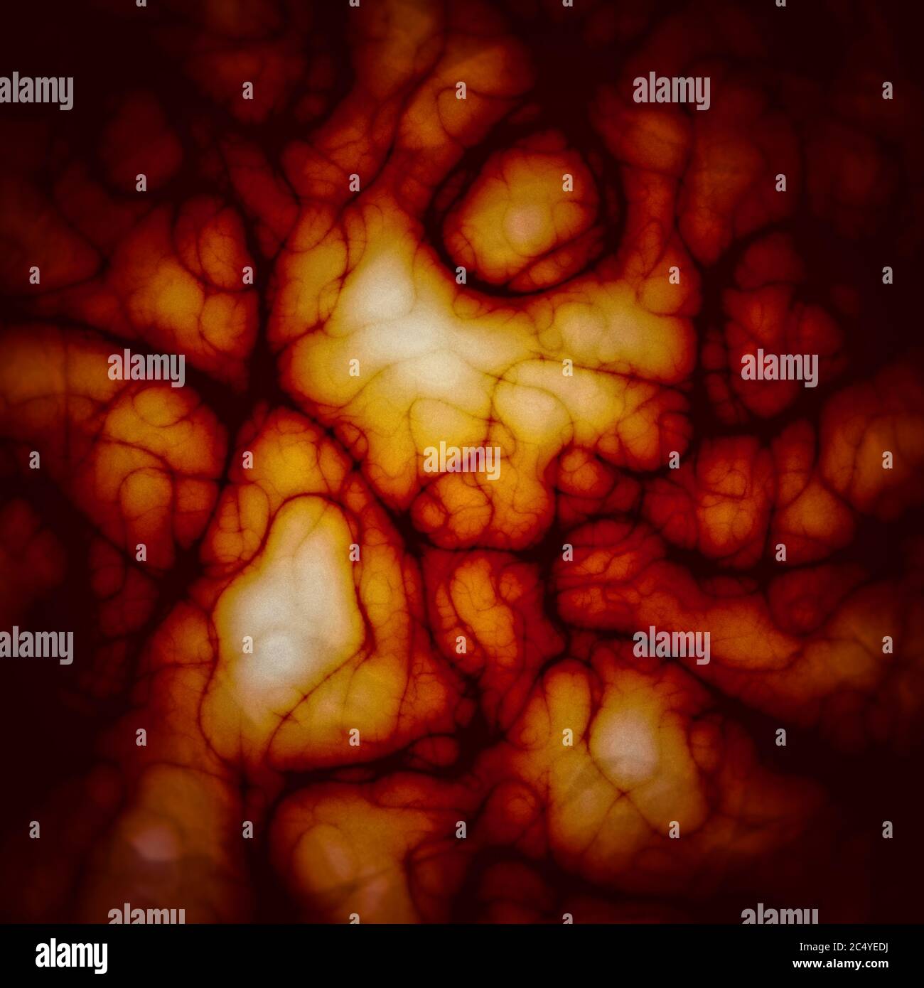 Inside of the organism. tissue and blood vessels Stock Photo - Alamy