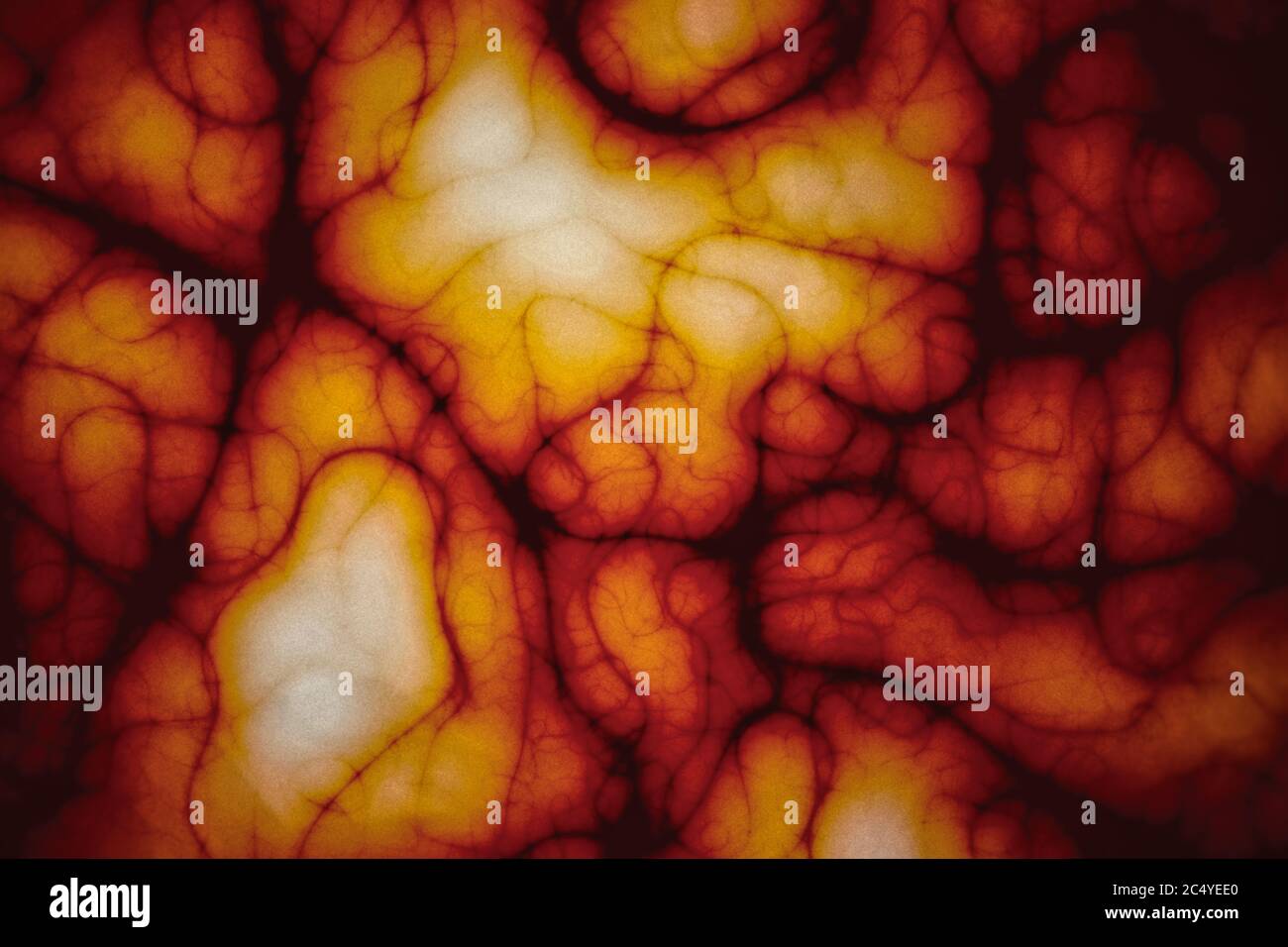 Inside of the organism. tissue and blood vessels Stock Photo - Alamy