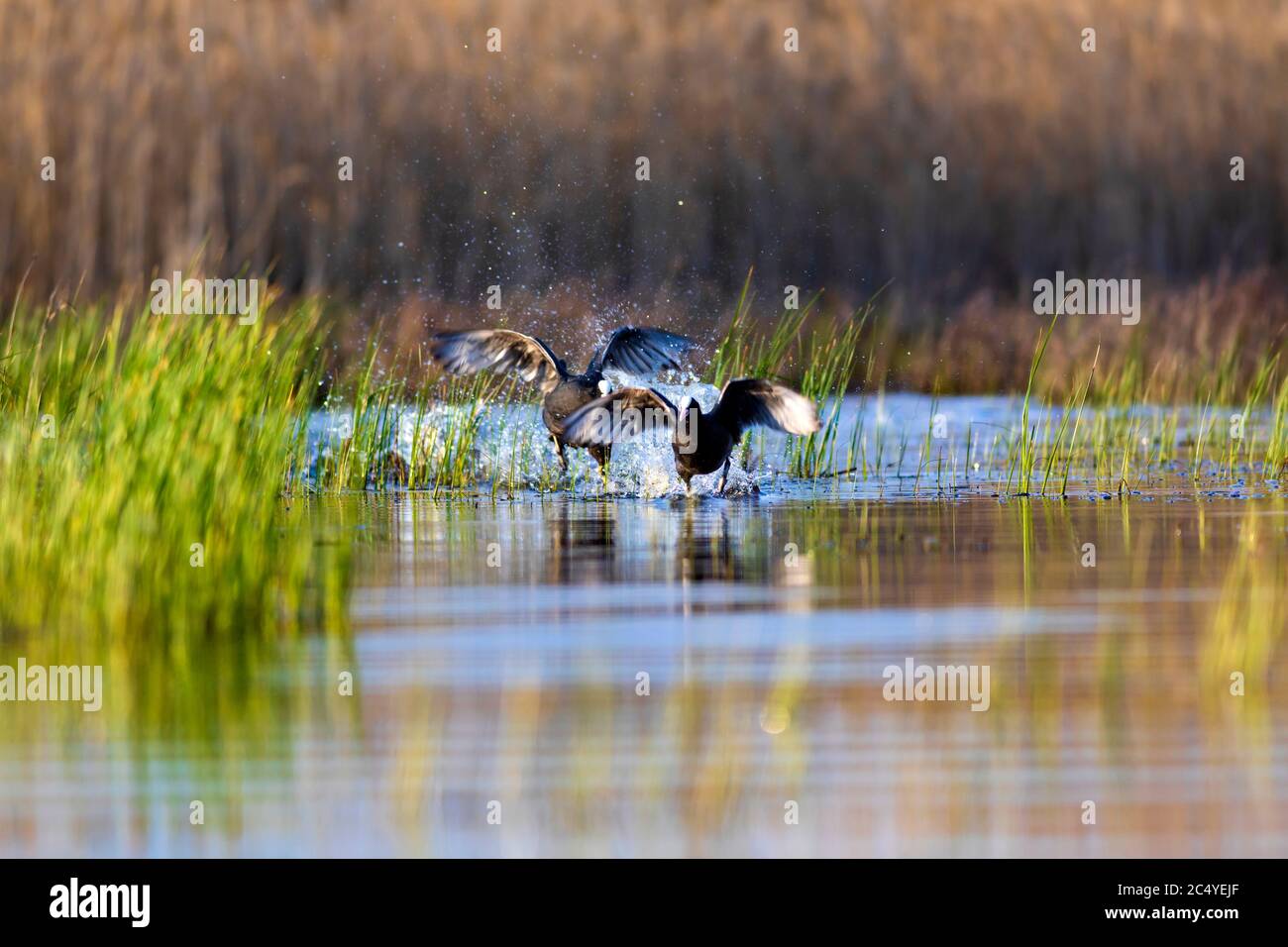 Cute bird Eurasian Coot. Green nature background. Bird: Eurasian Coot ...