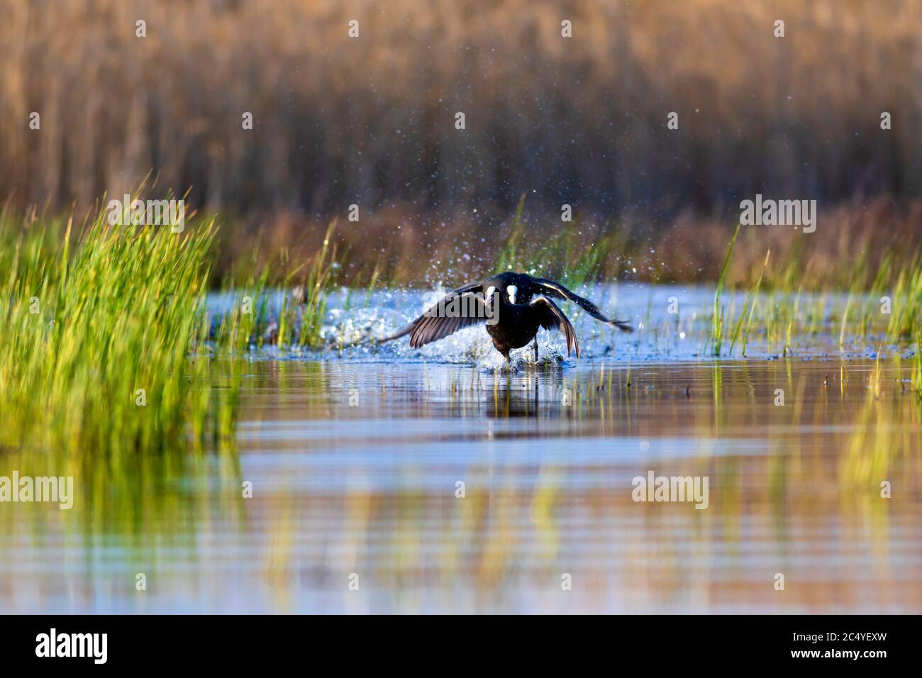 Cute bird Eurasian Coot. Green nature background. Bird: Eurasian Coot ...